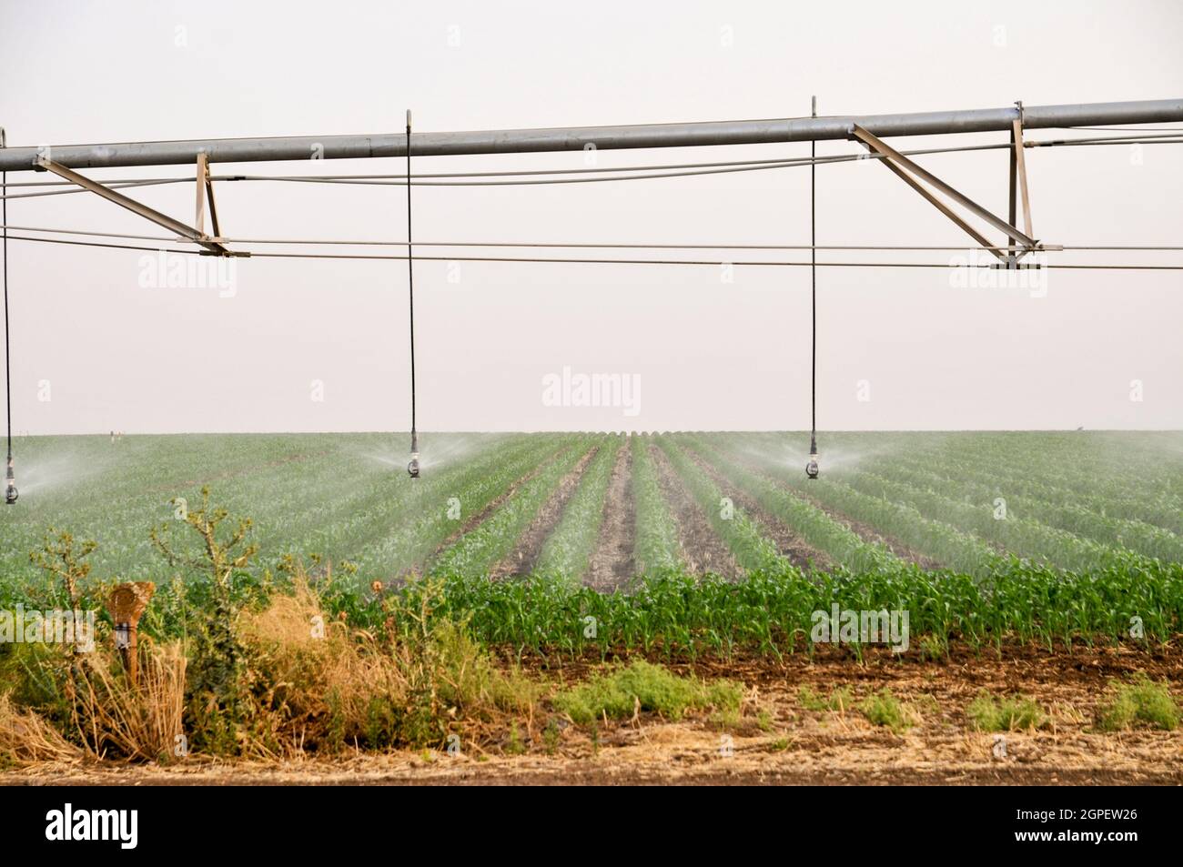 Mobile Irrigation Robot is watering a field. Photographed in Israel ...