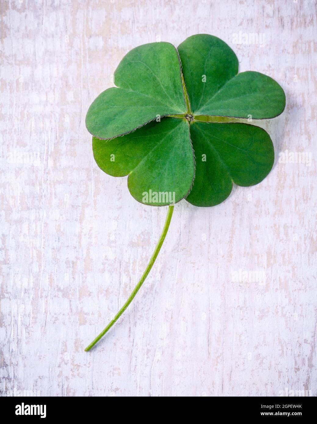 Clover leaves on shabby wooden background. The symbolic of Four Leaf ...