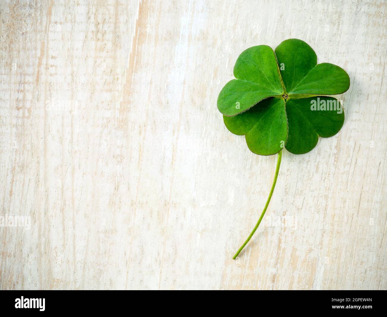 Clover leaves on shabby wooden background. The symbolic of Four Leaf ...