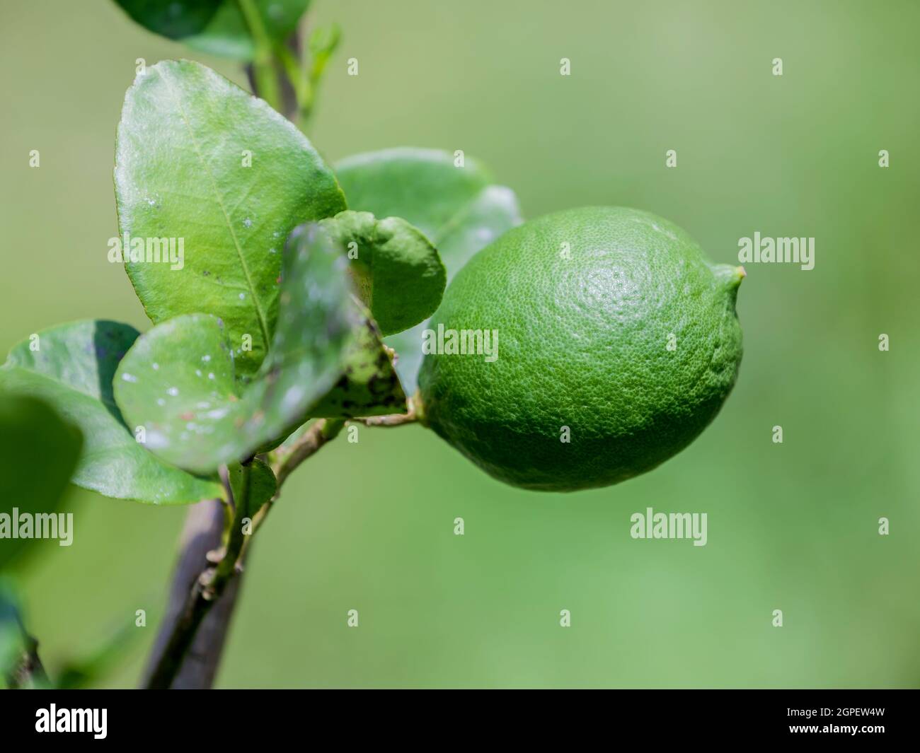 Limes on branch hi-res stock photography and images - Alamy