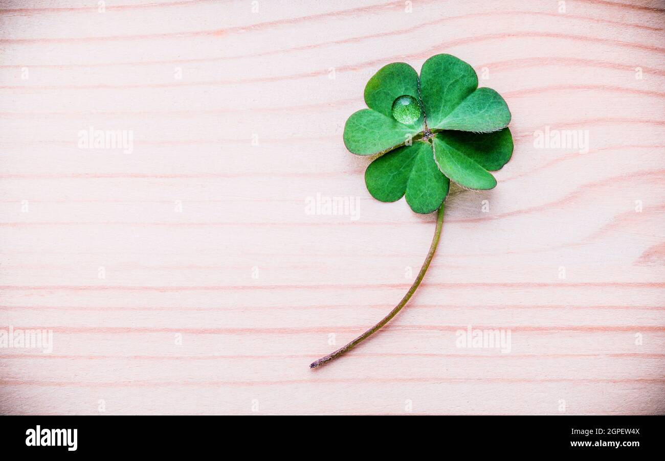 Clovers leaves on Stone .The symbolic of Four Leaf Clover the first is ...