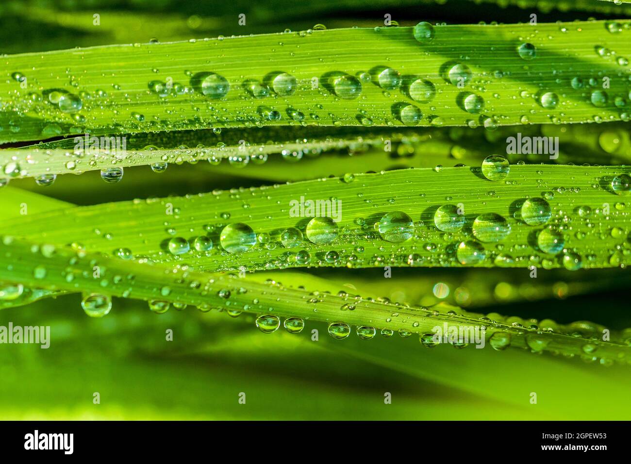 A beautiful green leaf background with water drop Stock Photo - Alamy