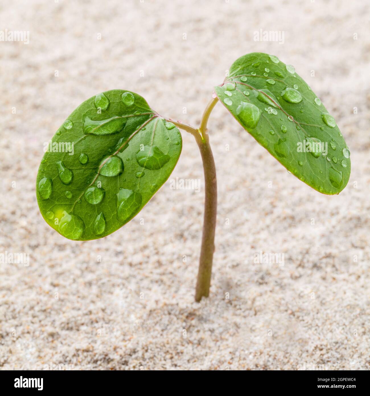 Close up raindrop on young plant growing in spring time. the beginnings ...