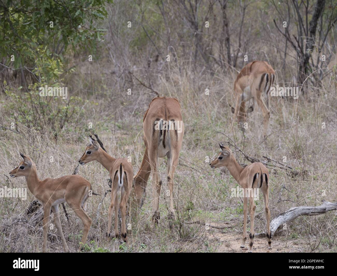 Group of antelopes captured in South Africa Stock Photo - Alamy