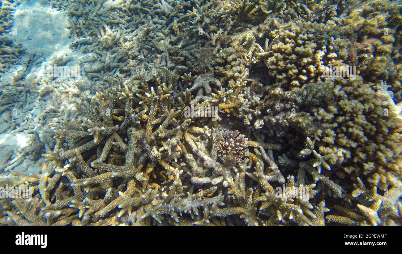 Underwater view of corals in shallow water reef under visible sunlight ...