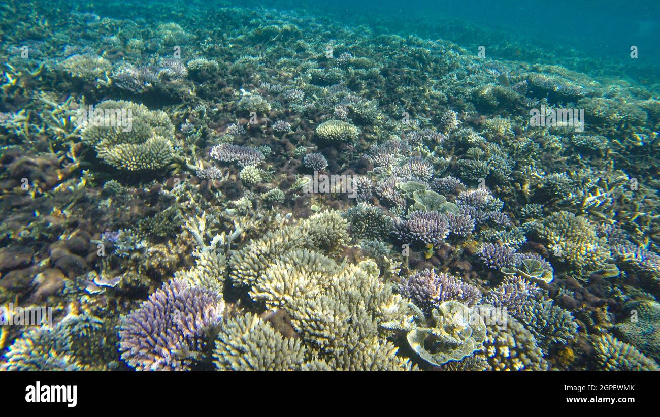 Underwater view of corals in shallow water reef under visible sunlight ...