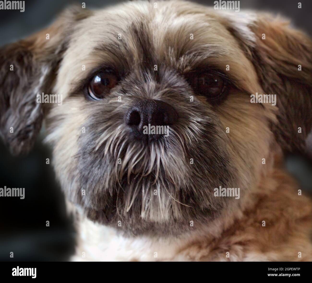Portrait of a Lhasa Apso Tibetan Dog, front view Stock Photo - Alamy