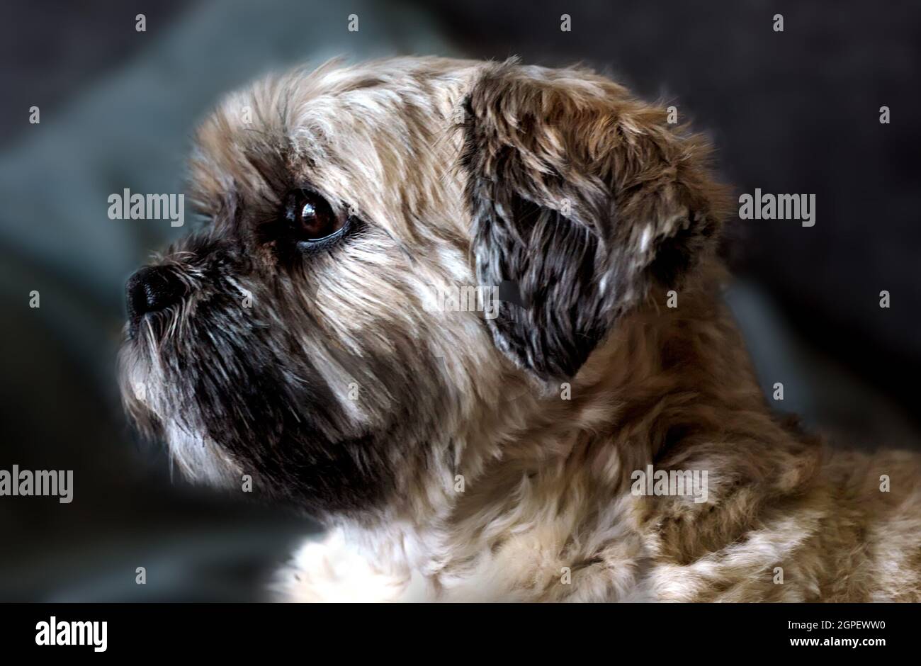 Portrait of a Lhasa Apso Tibetan Dog in profile Stock Photo - Alamy