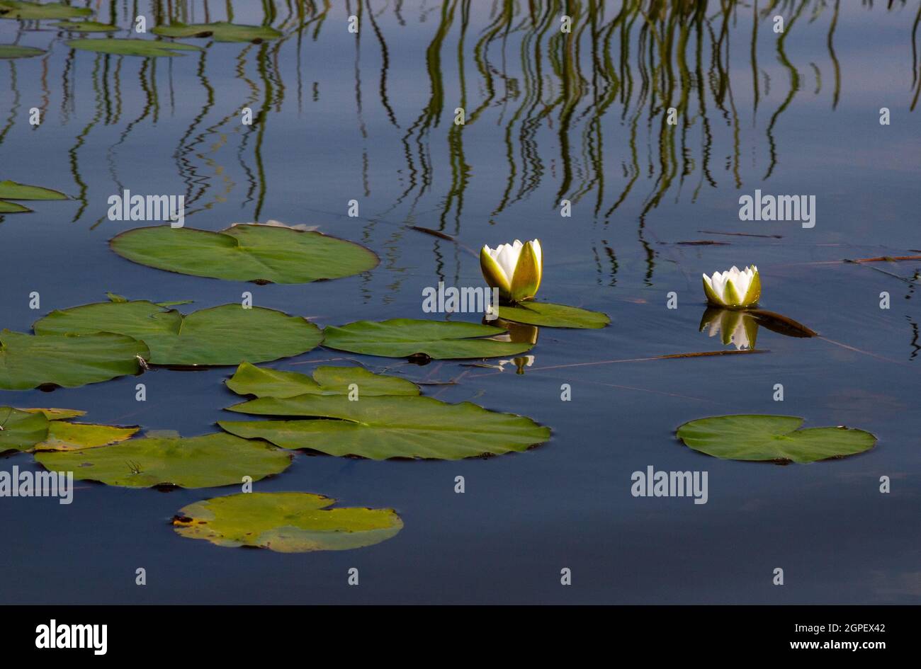 Large leaves water lilies hi-res stock photography and images - Alamy