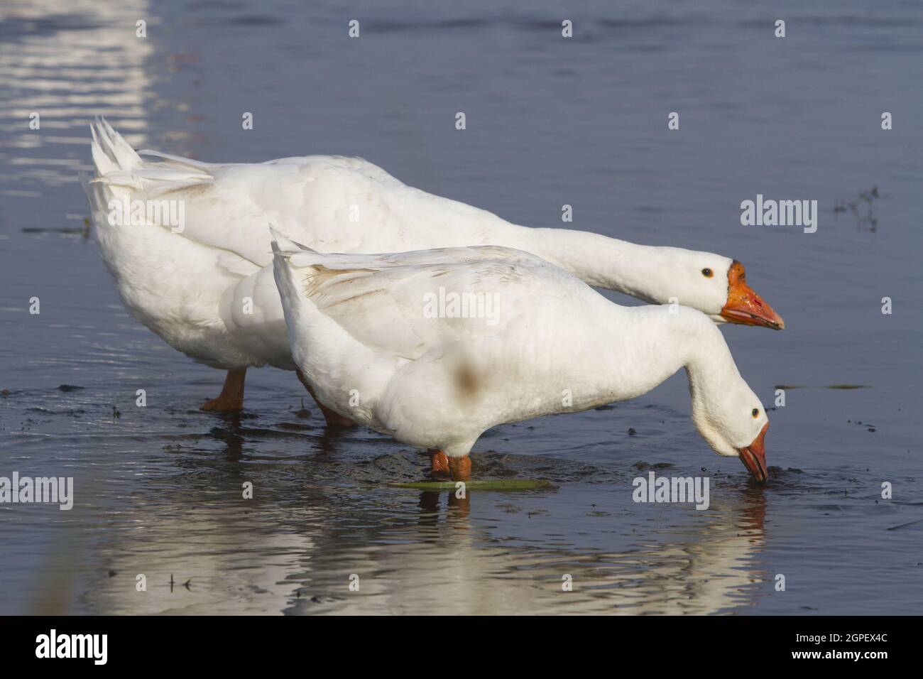 Chinese geese drinking water from a pond Stock Photo - Alamy