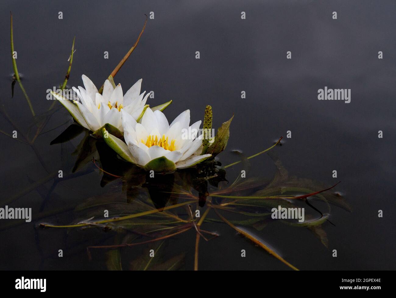 White water lilies on the surface of the water Stock Photo - Alamy