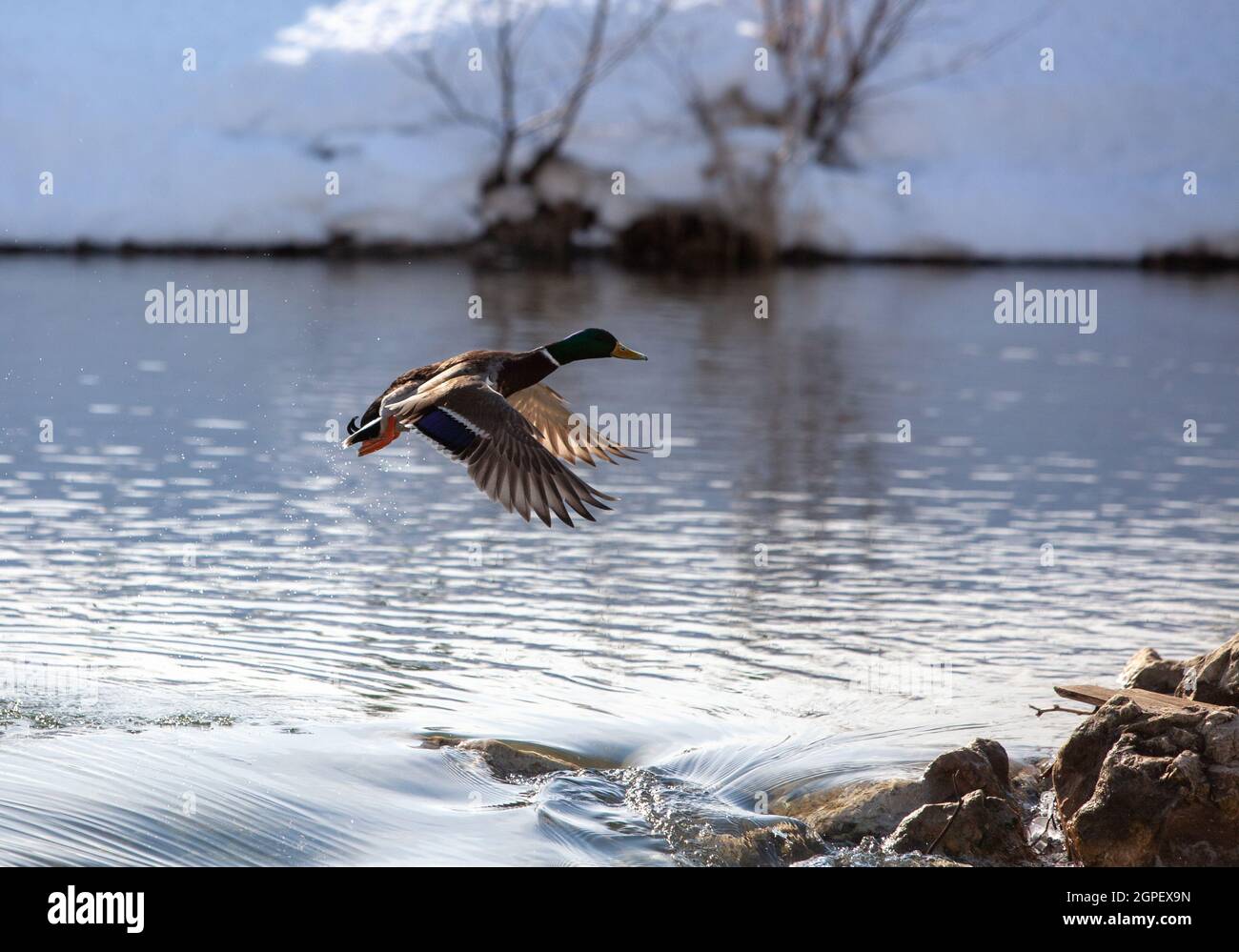 Wild duck flying over a river Stock Photo - Alamy