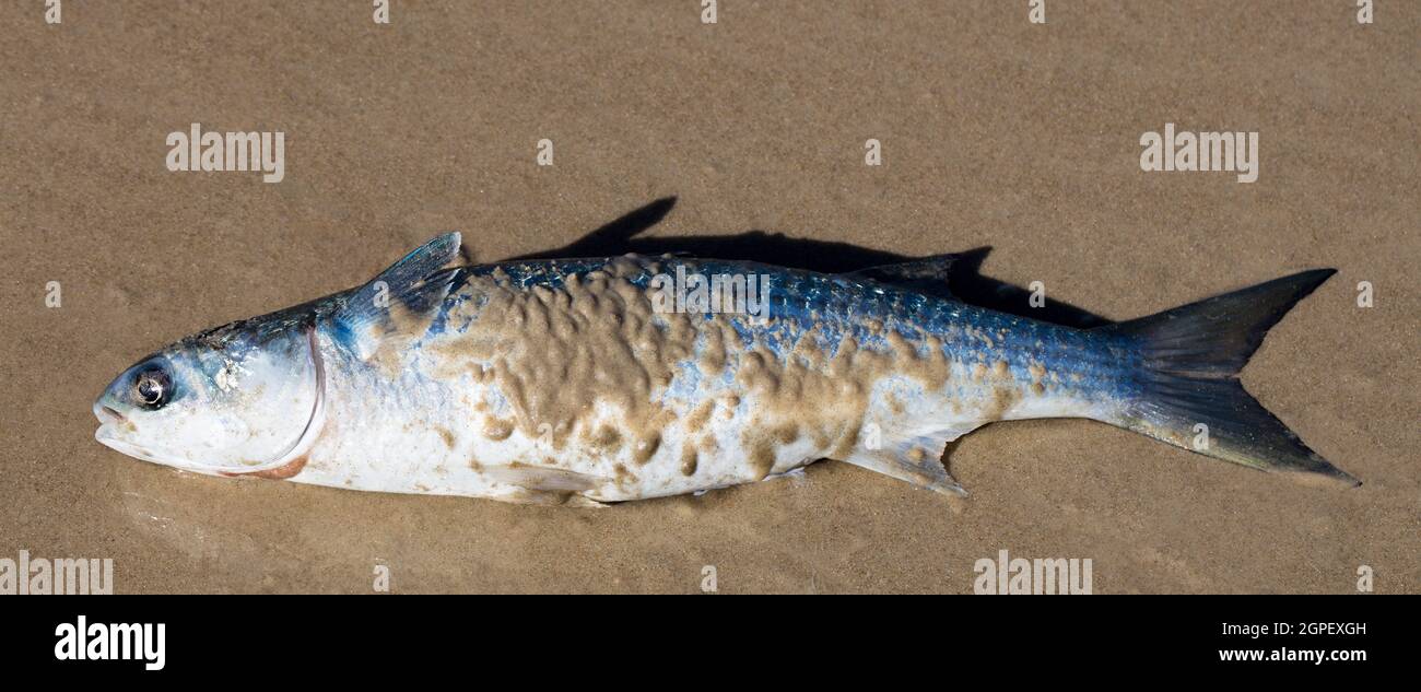 Mullet fish on the sand at the beach Stock Photo - Alamy