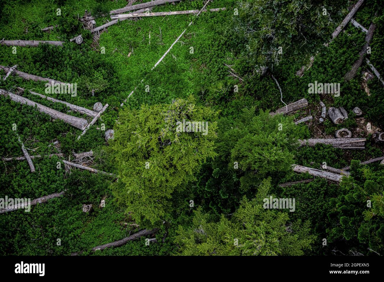 Lying tree trunks hi-res stock photography and images - Alamy