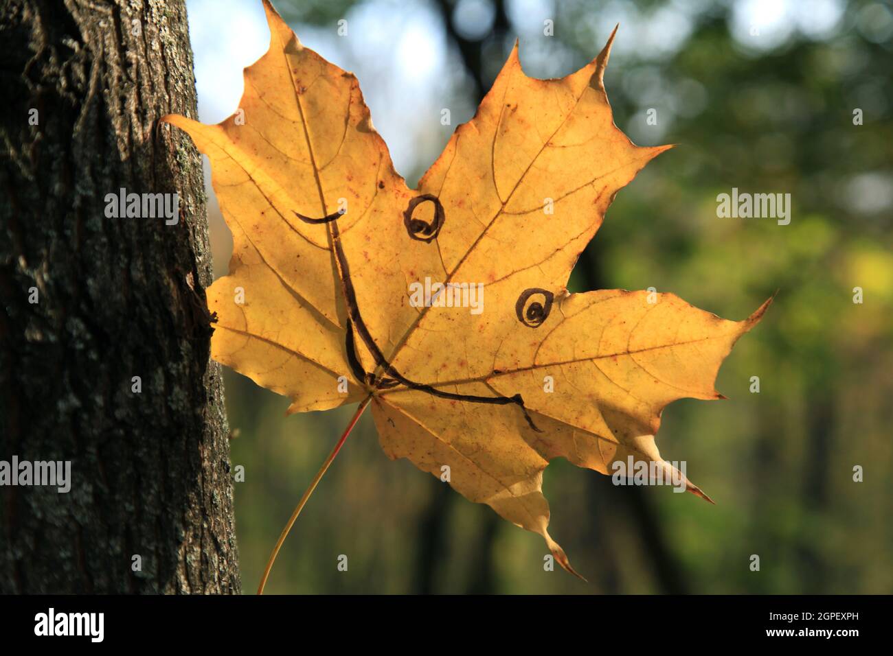 A single maple leaf with cheerful expression facial (painted smile) is ...