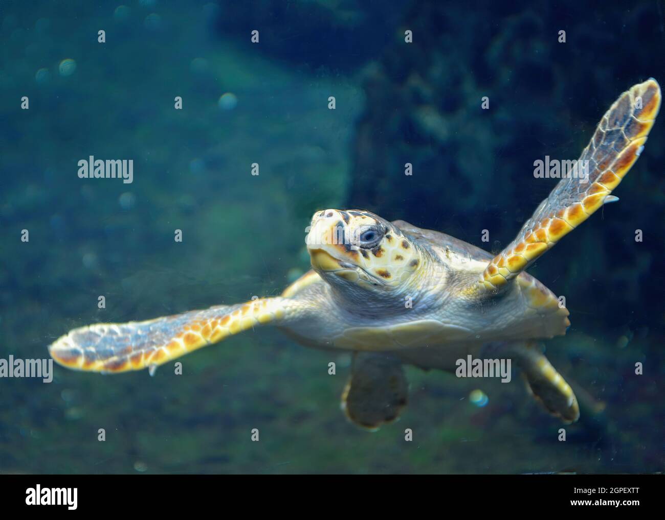 Closeup shot of a small sea turtle swimming in the deep of sea with a ...