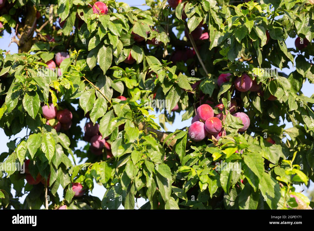 Plums hanging from trees Stock Photo - Alamy
