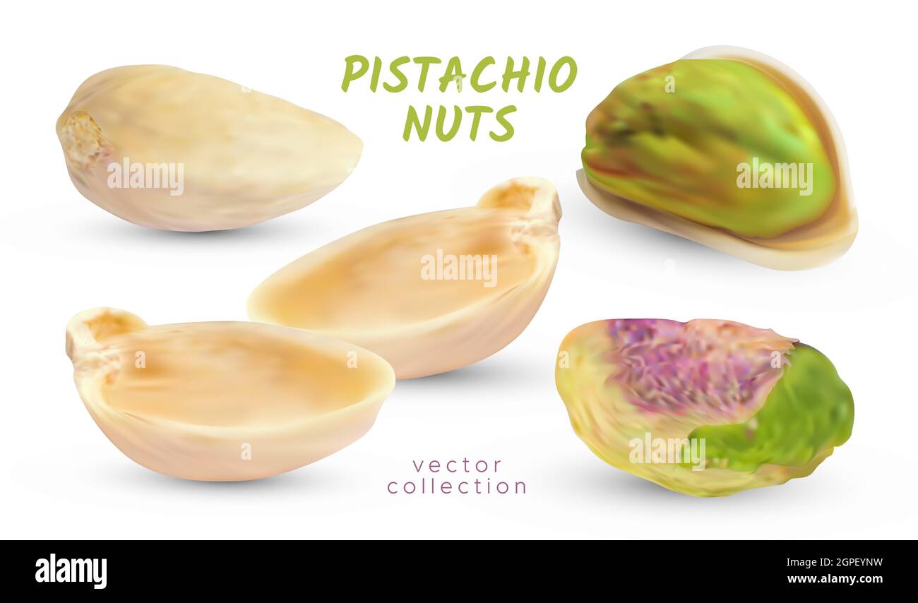 Vector realistic pistachio nuts kernel. Pistachios shell isolated on ...