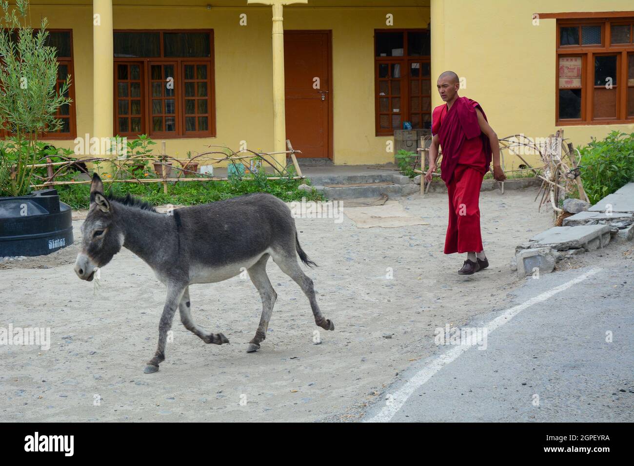 Ladakh, India - Jul 18, 2015. A monk chasing a donkey at Tibetan ...