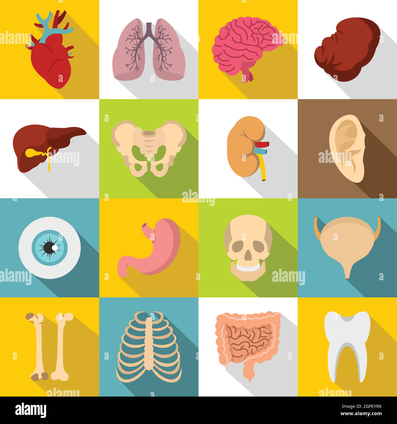 Human skeleton internal organs Stock Vector Images - Alamy