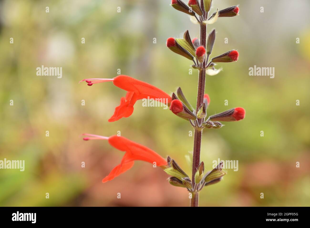 Scarlet starlet hi-res stock photography and images - Alamy