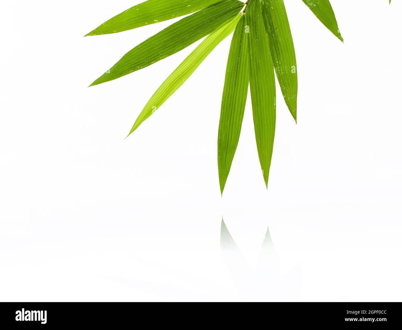 Fresh bamboo leaves border with water drop isolated on white background ...