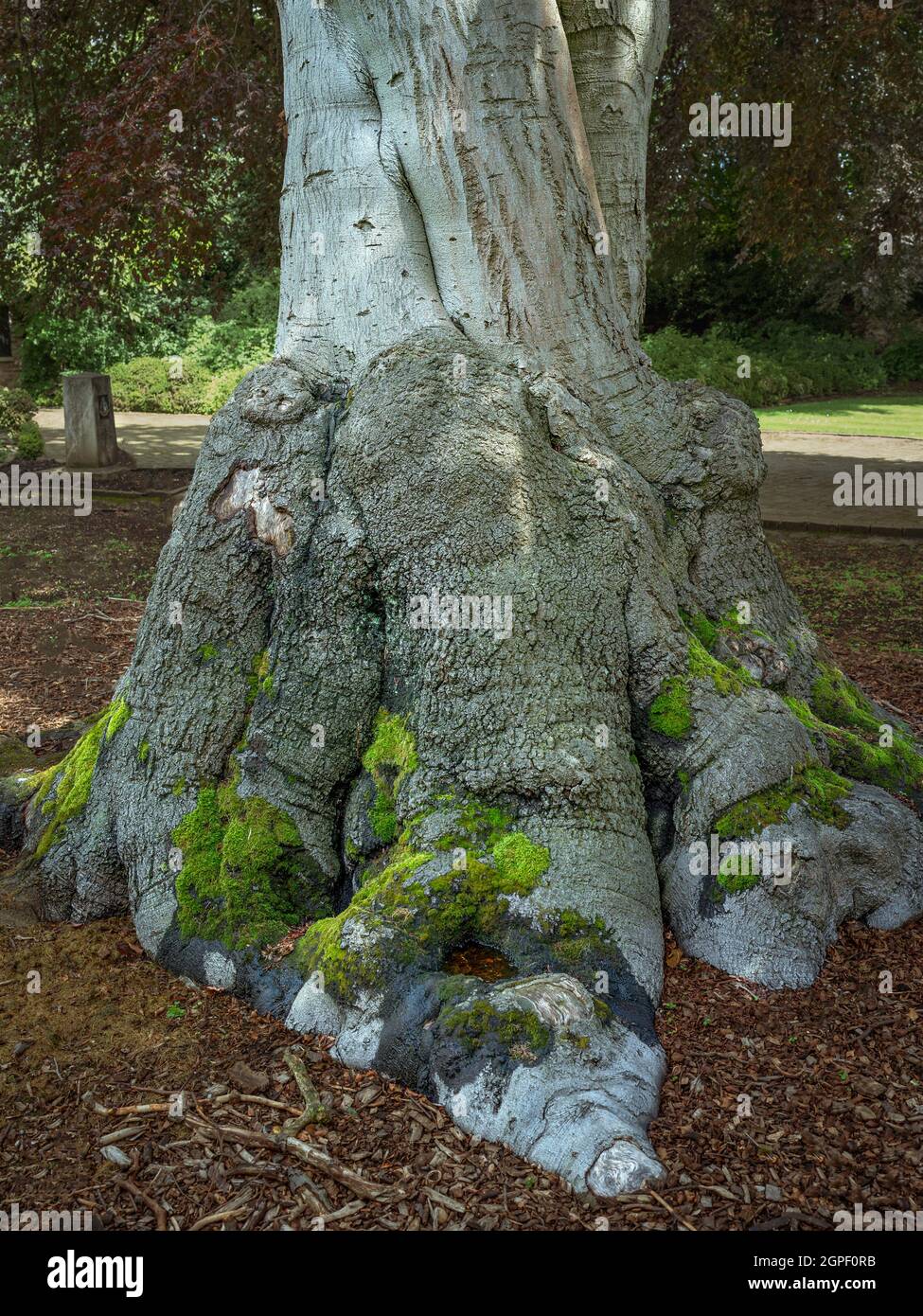 Unusual tree hi-res stock photography and images - Alamy