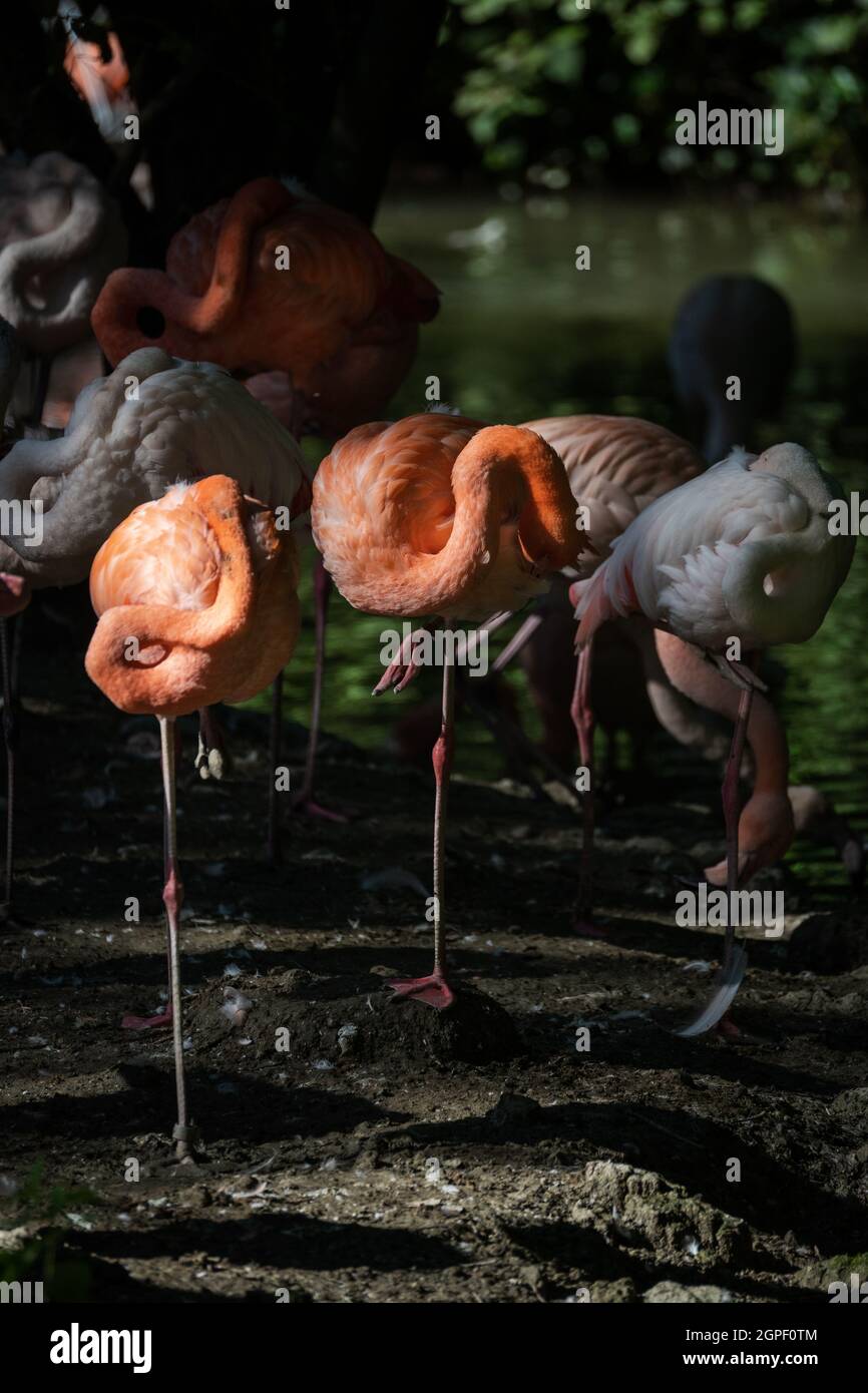 Flamingo details hi-res stock photography and images - Alamy
