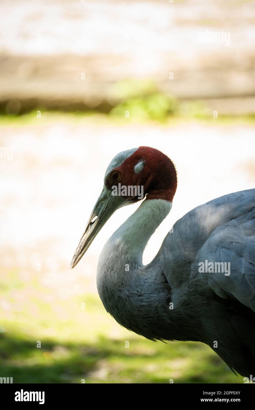 Brolga bird hi-res stock photography and images - Alamy