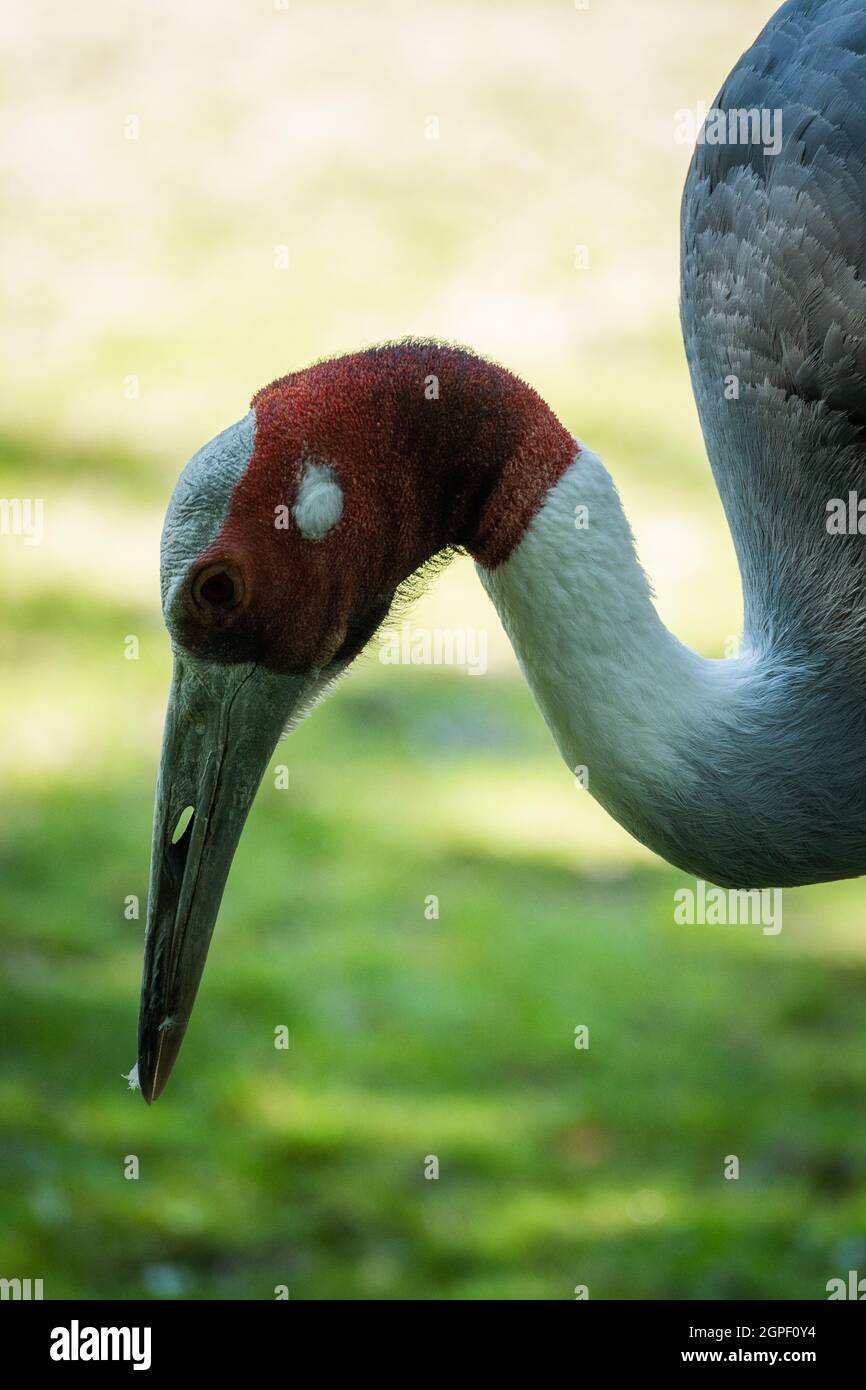 Bird brolga hi-res stock photography and images - Alamy