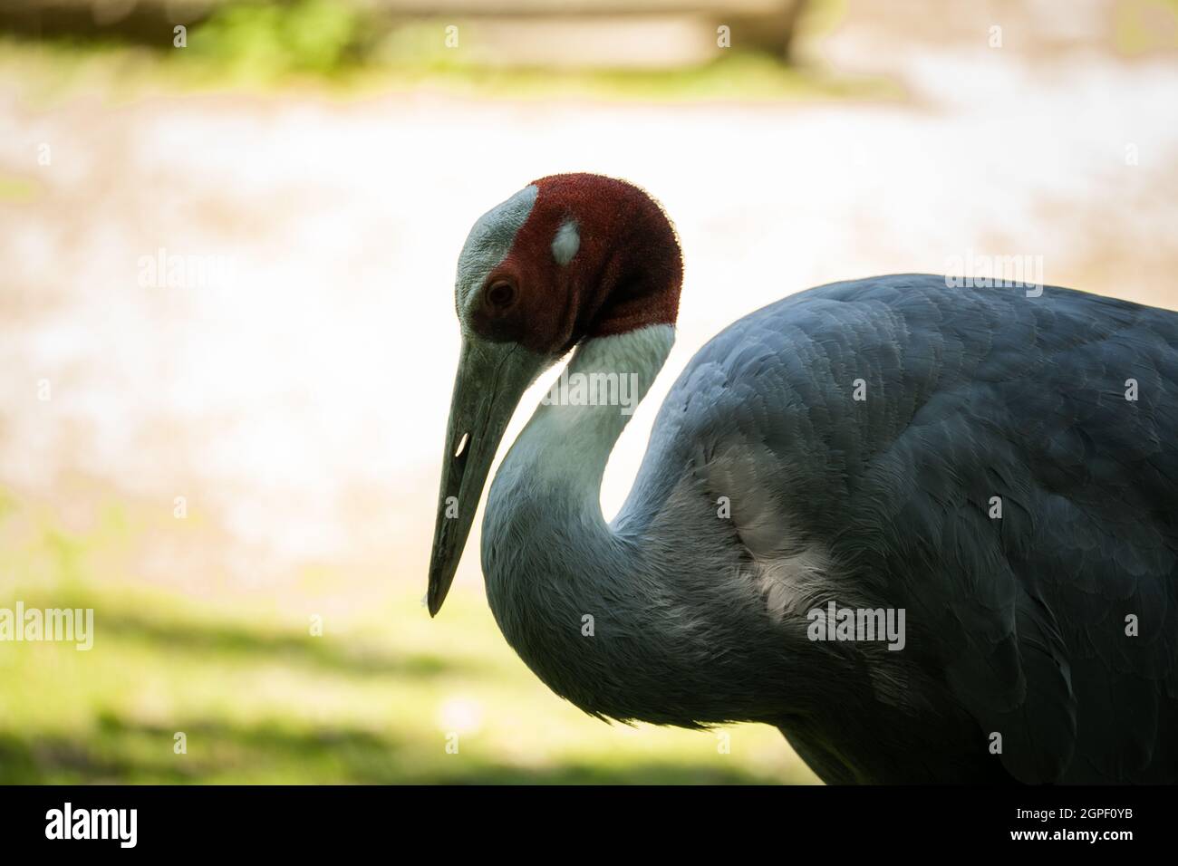 Brolga bird hi-res stock photography and images - Alamy