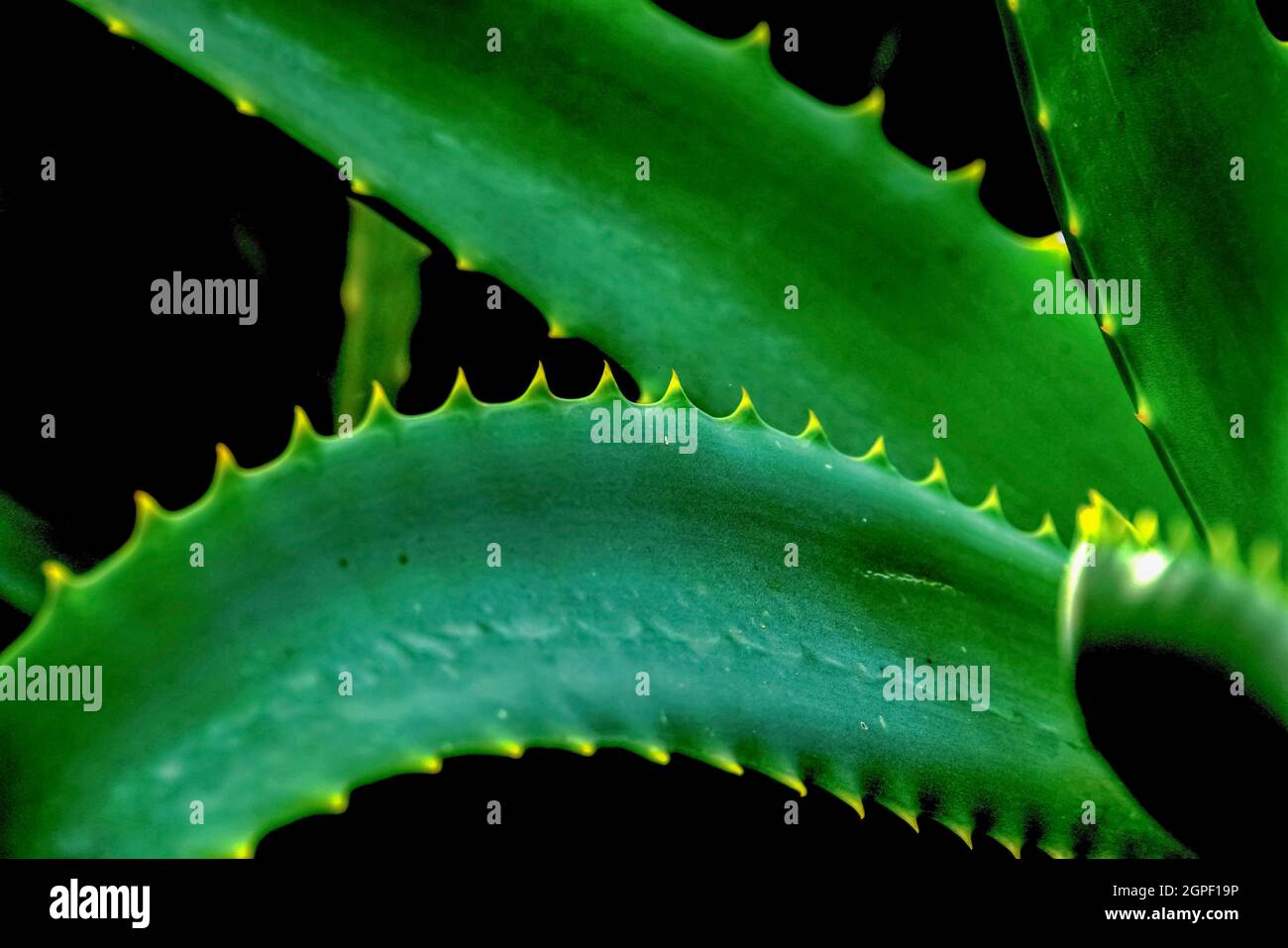 Leafs of the Aloe vera plant. Very short-stemmed plant with thick ...