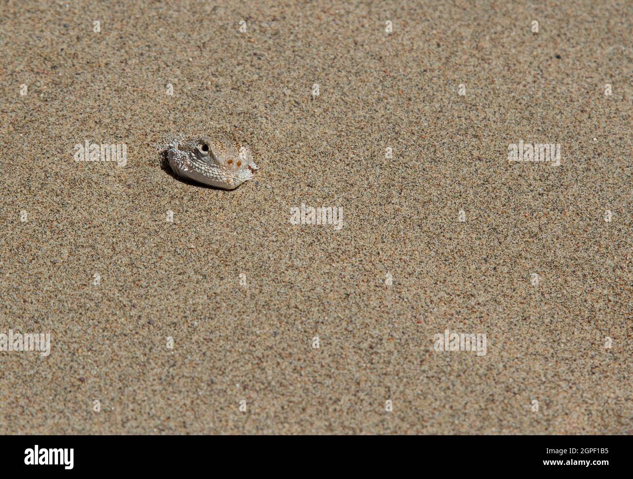 Lizard in the desert hiding in the sand and watching with one eye Stock ...