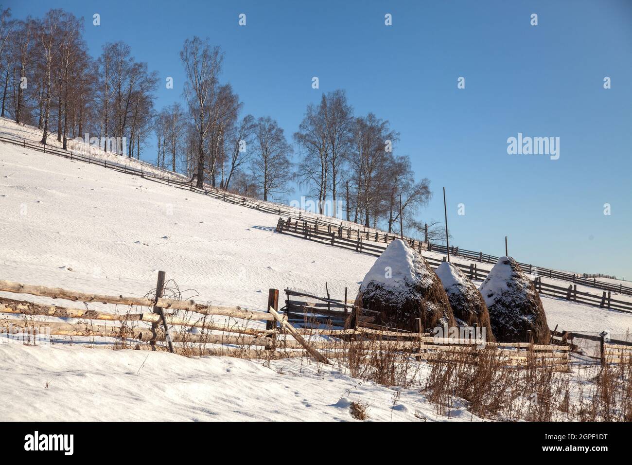 Winter landscape with haystacks on the hillside, fences and rare trees ...