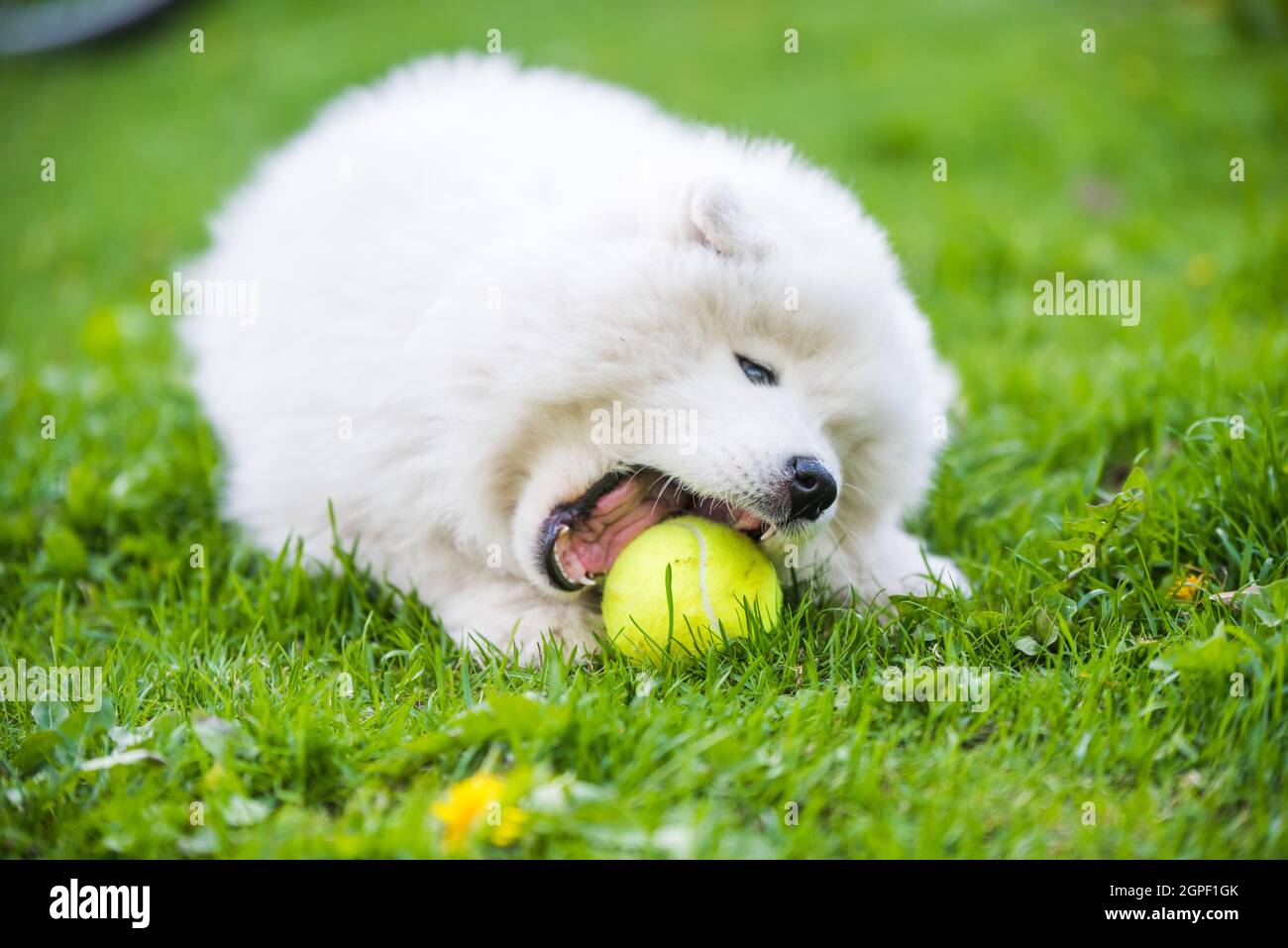 White Samoyed puppy dog playing with a tennis ball Stock Photo - Alamy