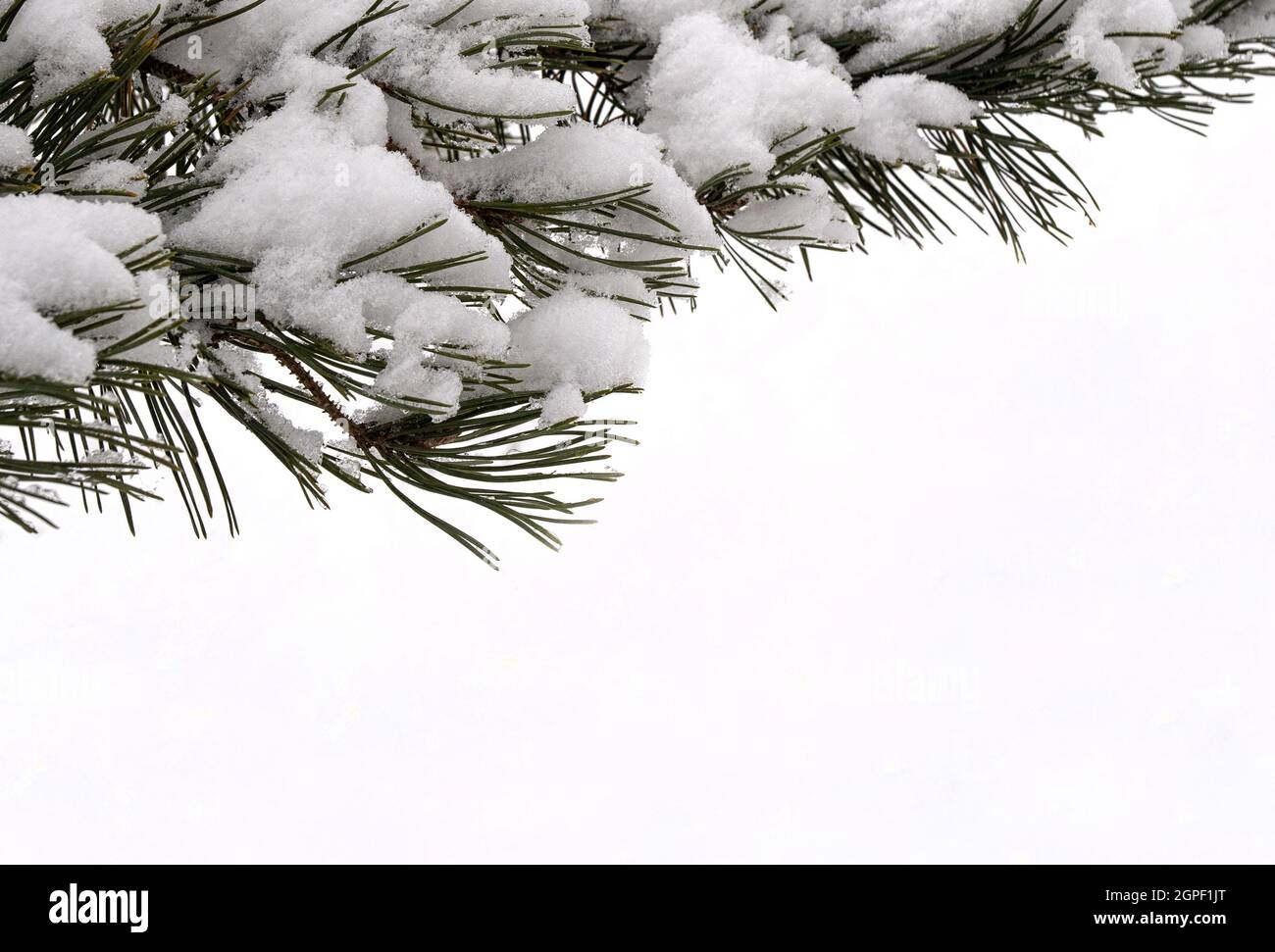 Closeup snowbound spruce tree branches hi-res stock photography and ...