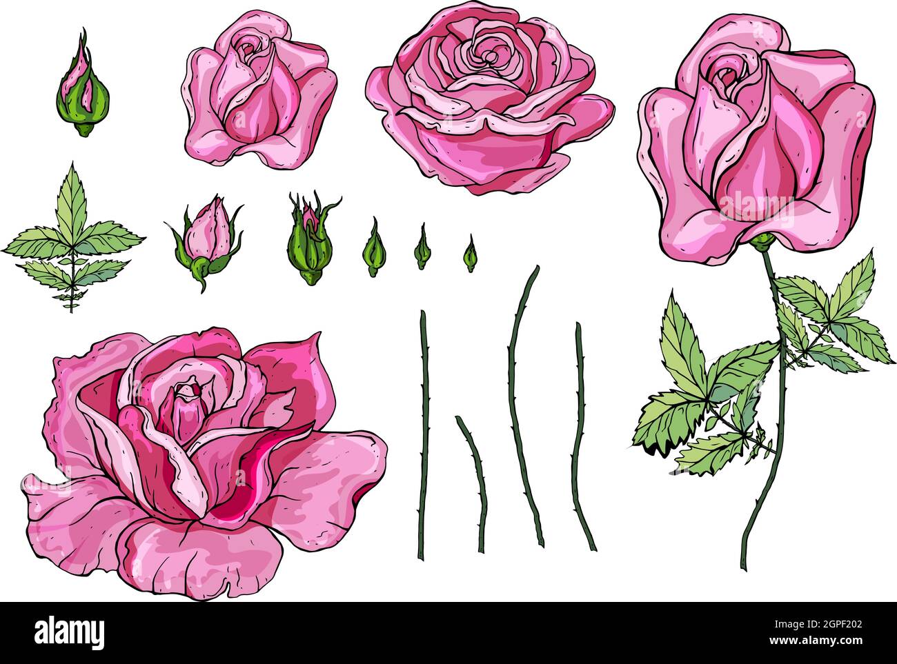 Pink vector roses and green leave elements set isolated on the white ...
