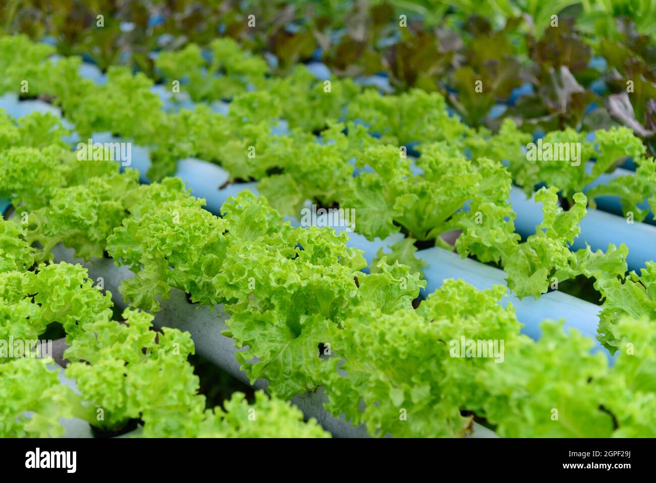 Green coral vegetable in water trough of hydroponics Stock Photo - Alamy