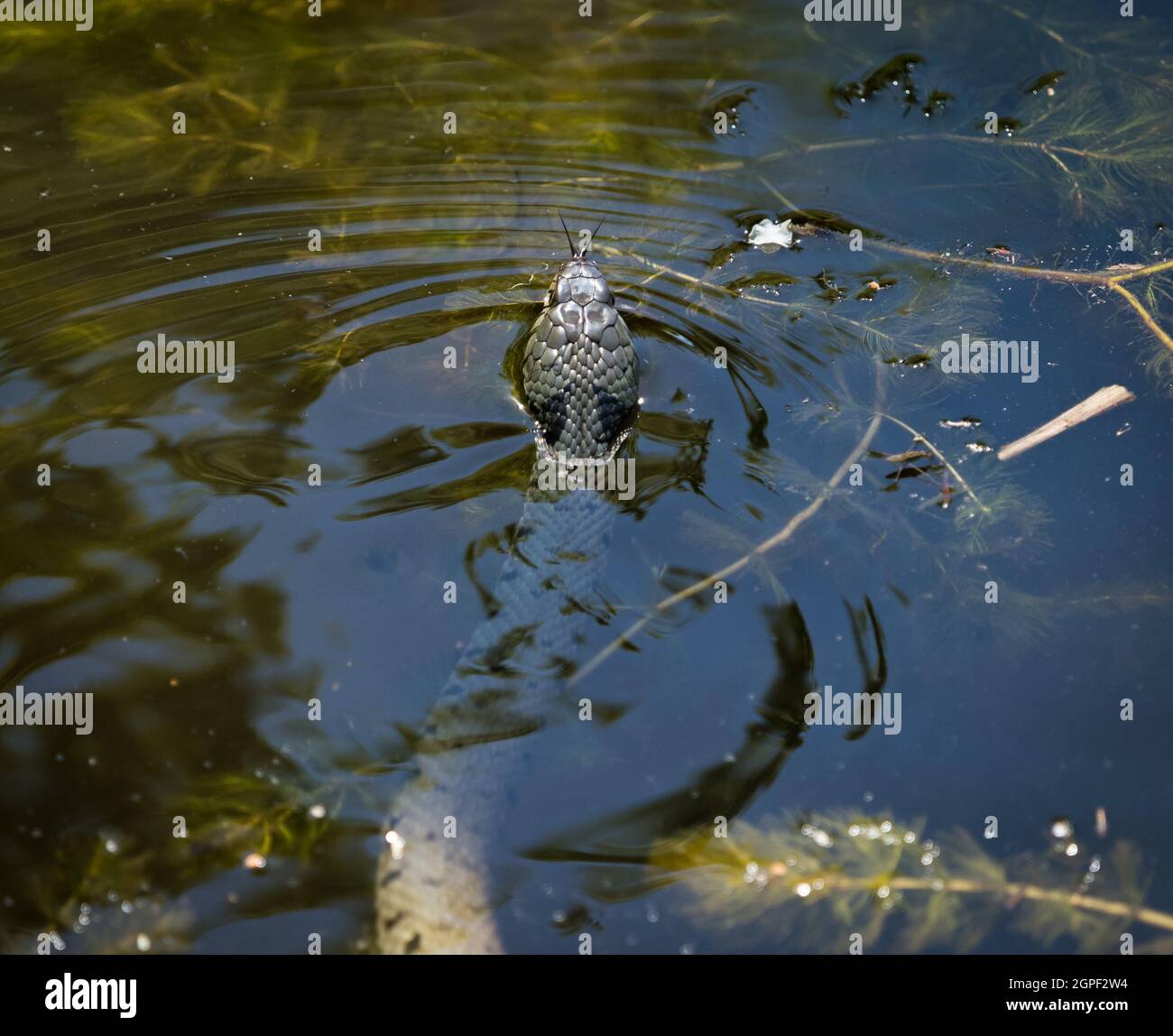 A grass snake into water at spring in saarland, top view Stock Photo ...