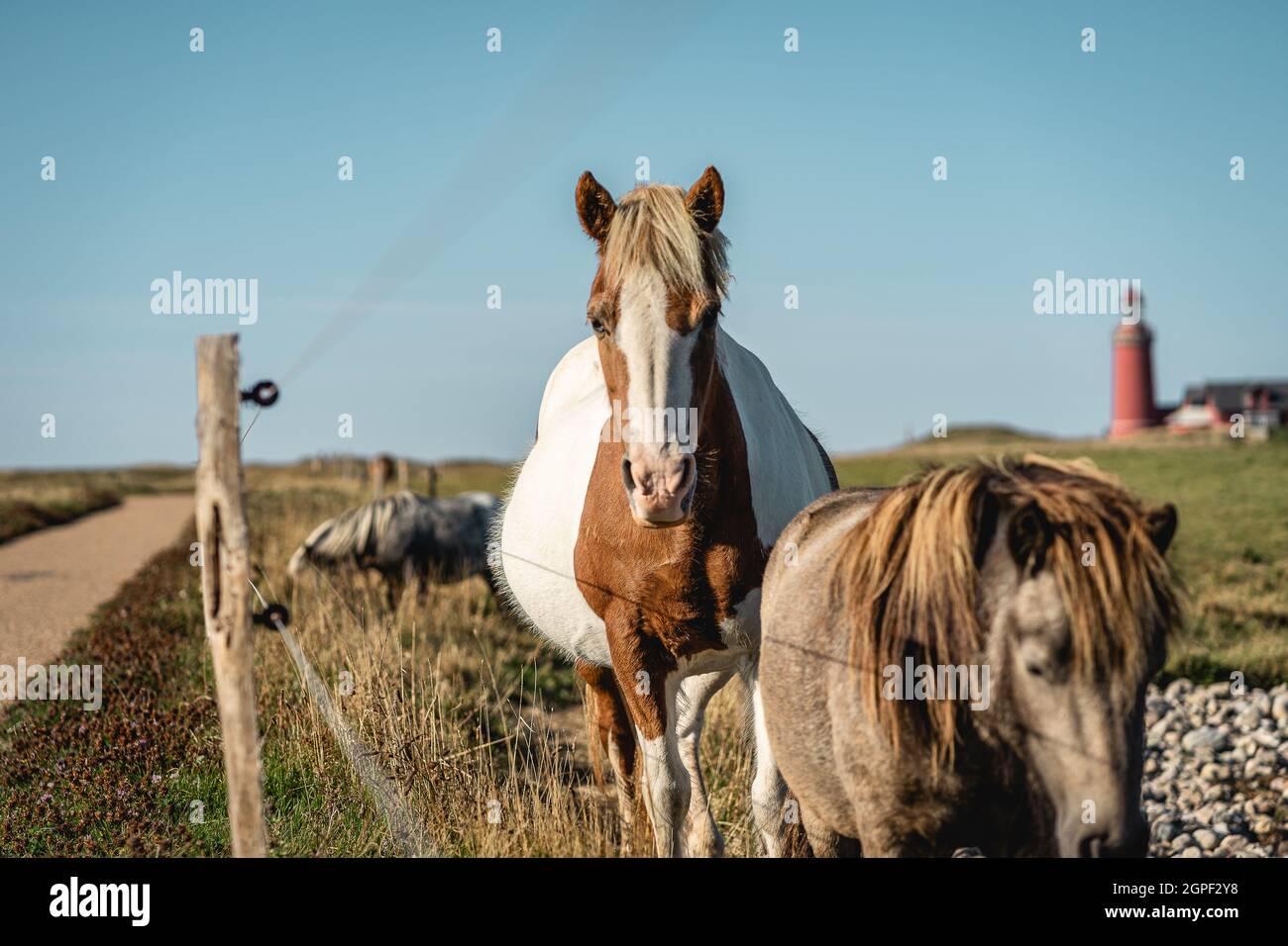Wild horses in the field in Denmark Stock Photo - Alamy