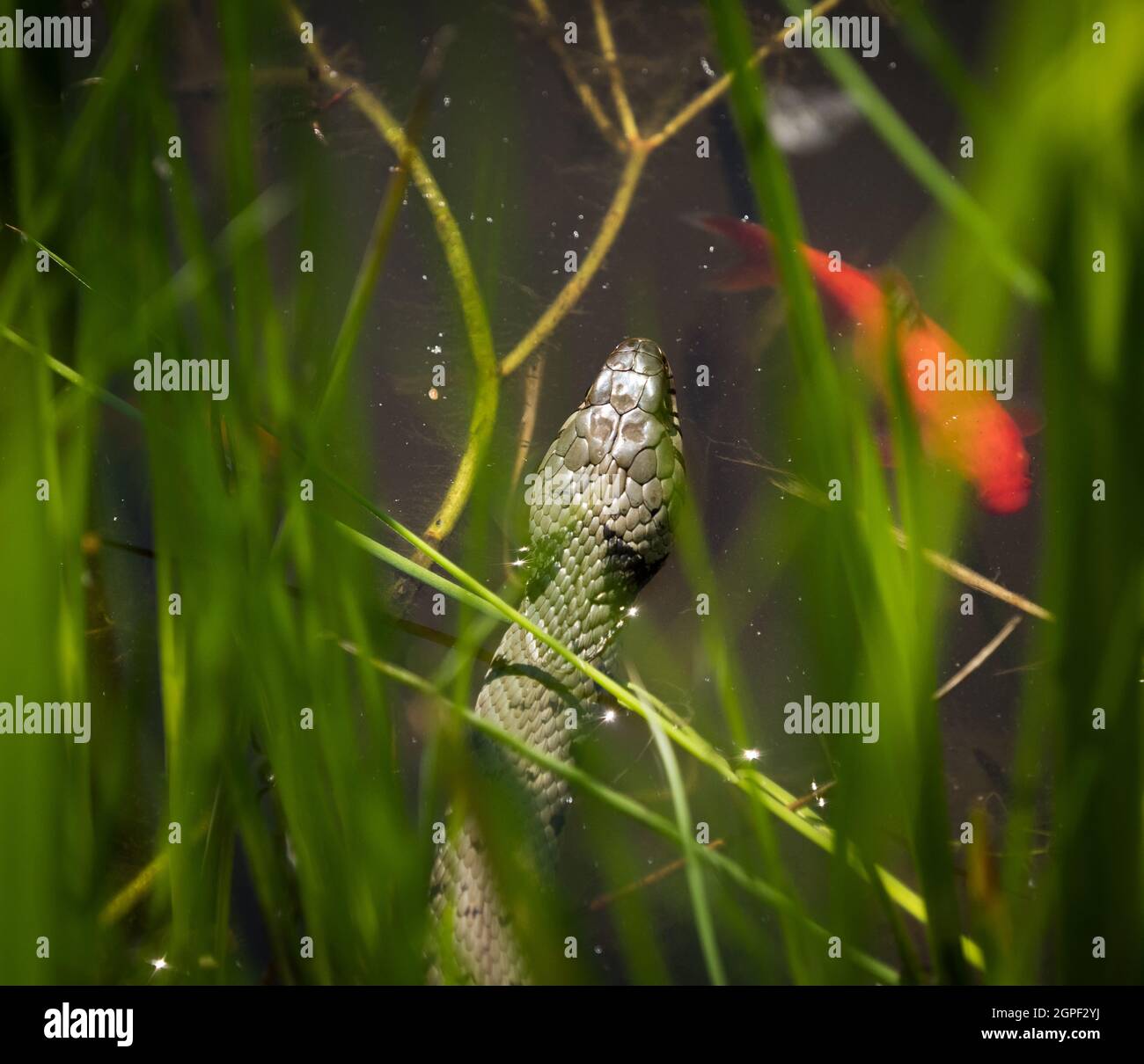 A grass snake into water at spring in saarland, top view Stock Photo ...