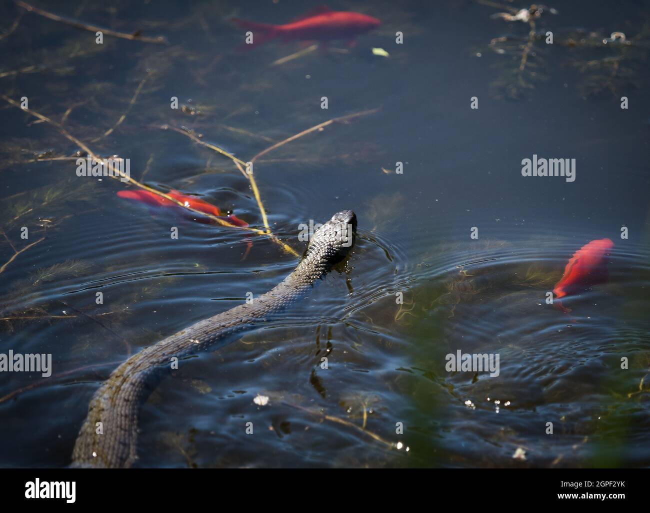 Snake spring hi-res stock photography and images - Alamy