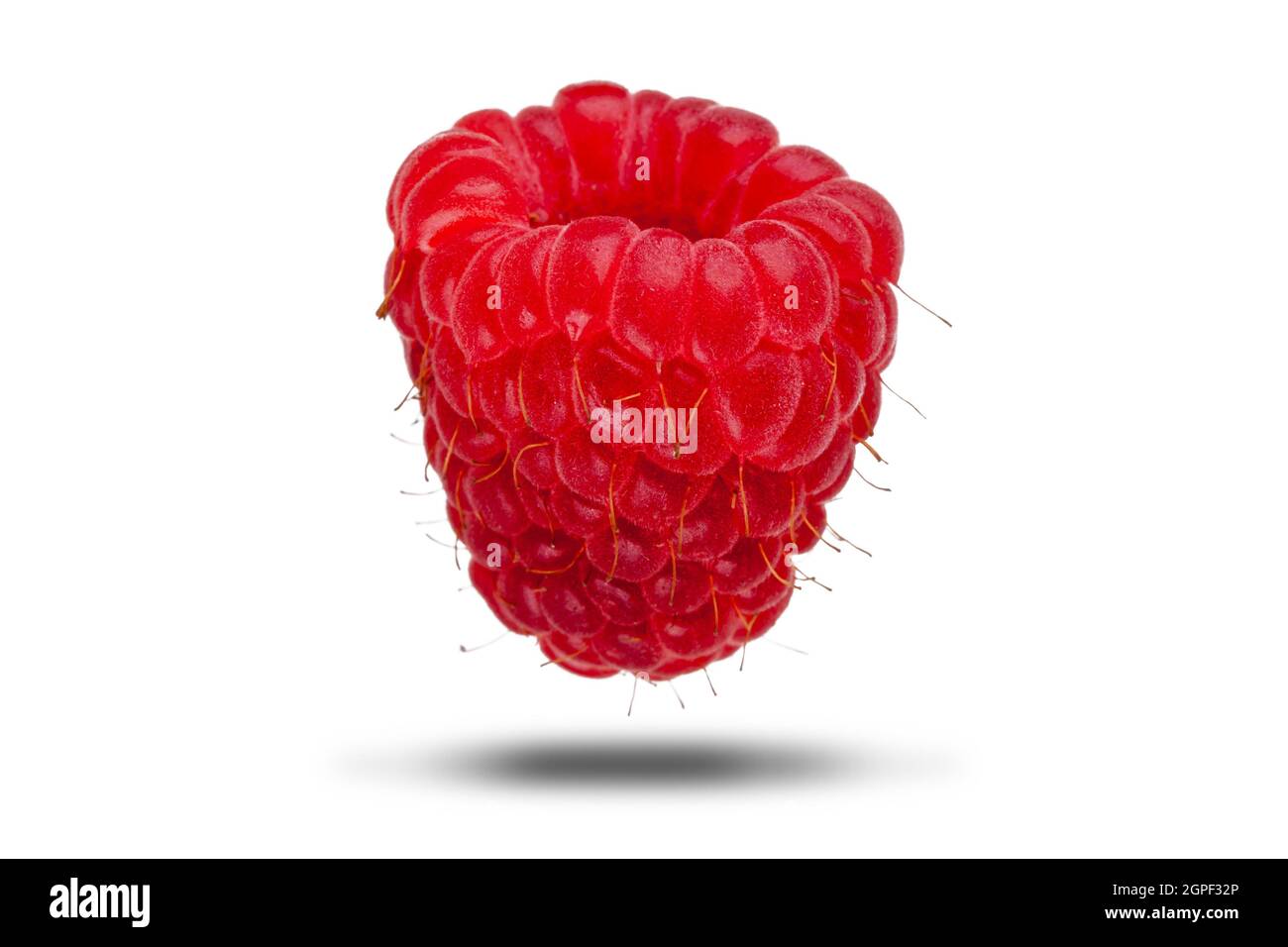 Single raspberry fruit close up isolated on white with a shadow ...