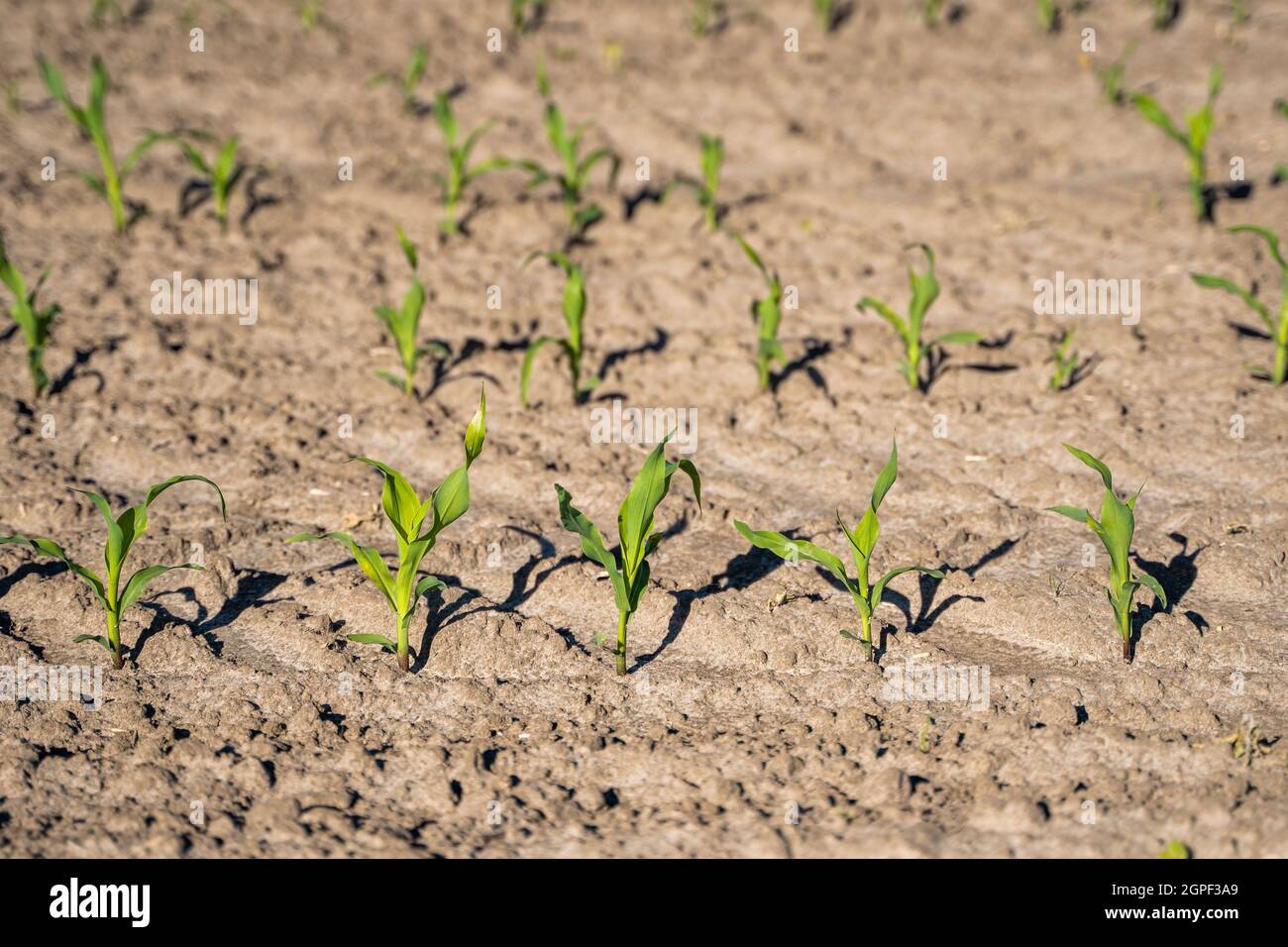 Rows of corn sprouts beginning to grow. Young corn seedlings growing in ...