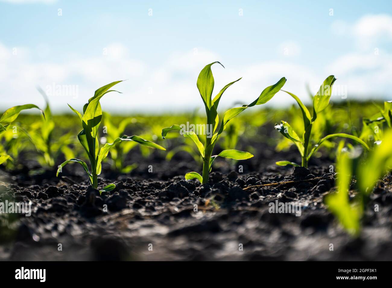 Close up seeding maize plant, Green young corn maize plants growing ...
