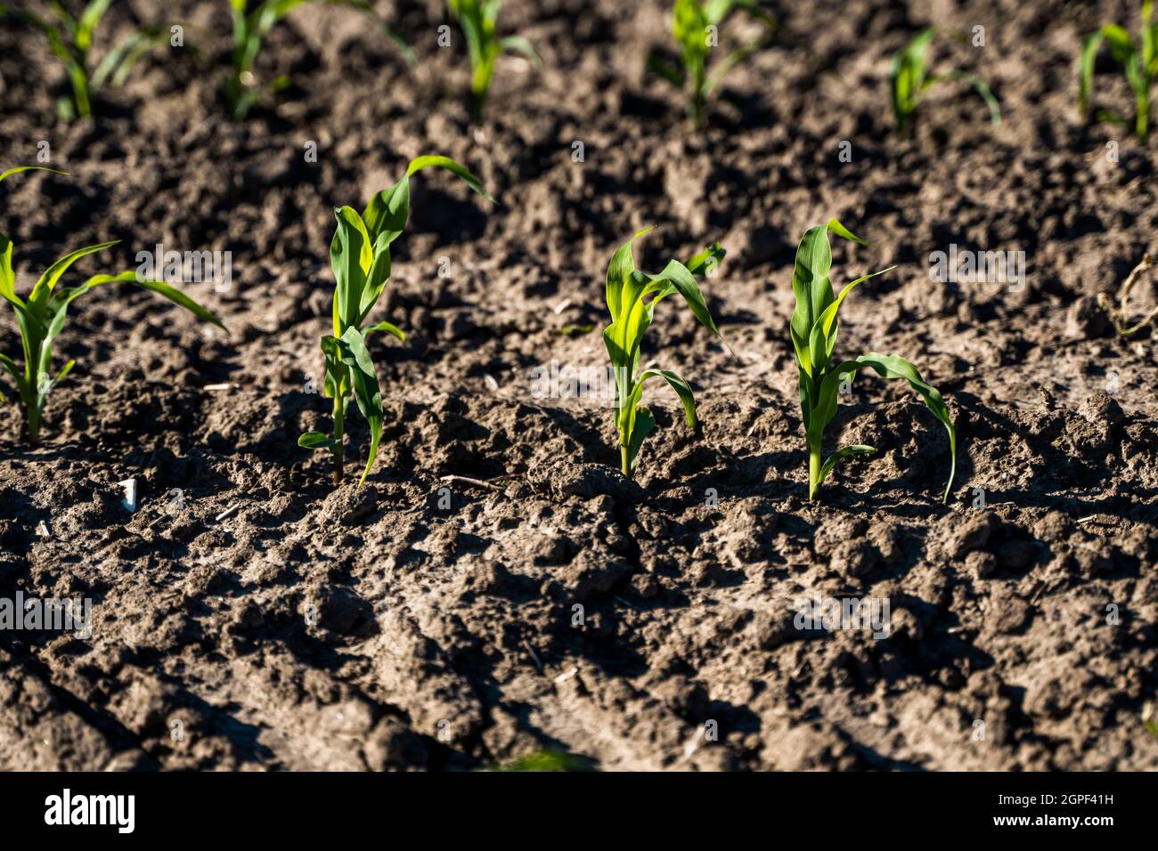 Close up seeding maize plant, Green young corn maize plants growing ...