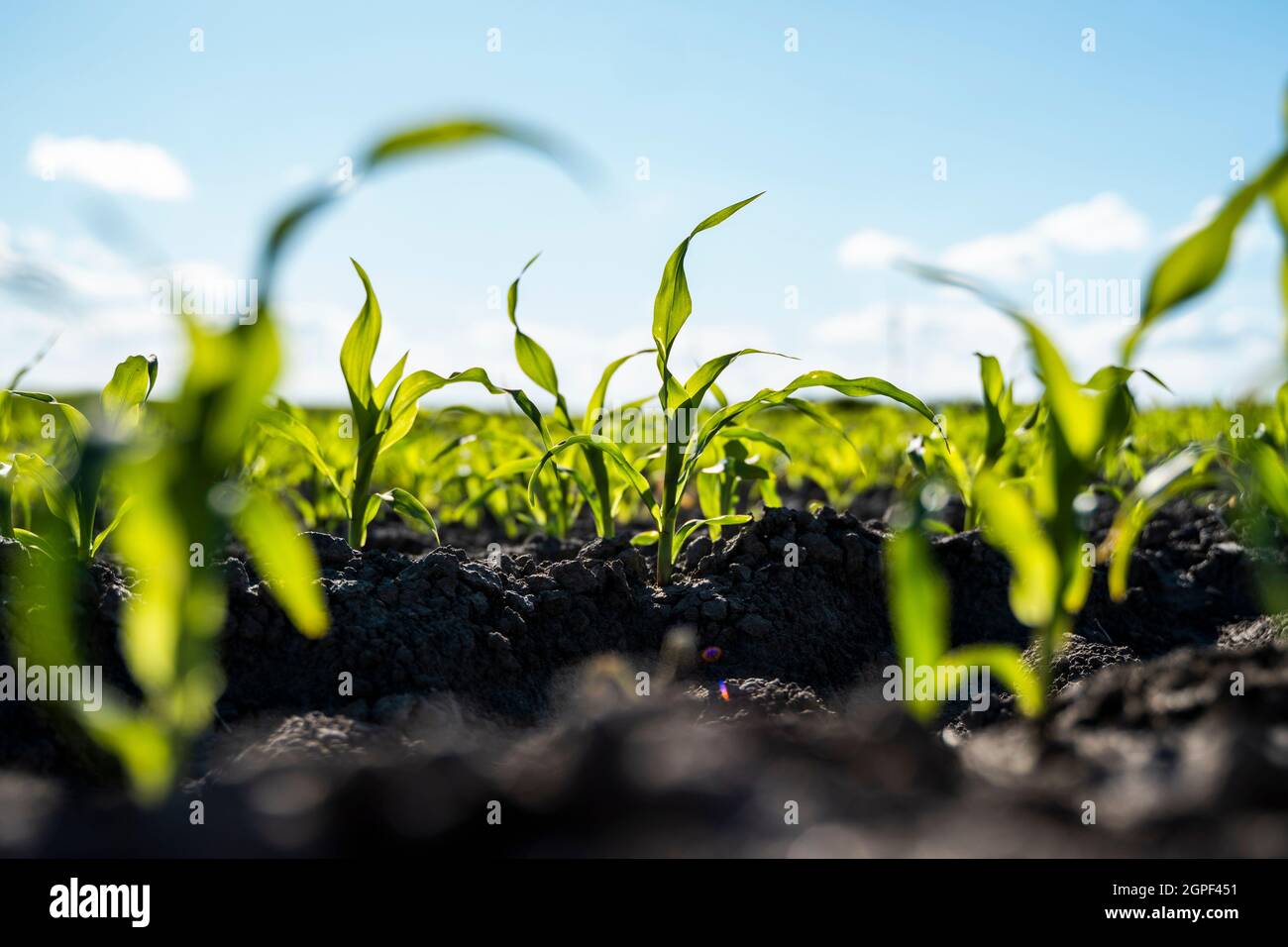 Growing young green corn seedling sprouts in cultivated agricultural ...