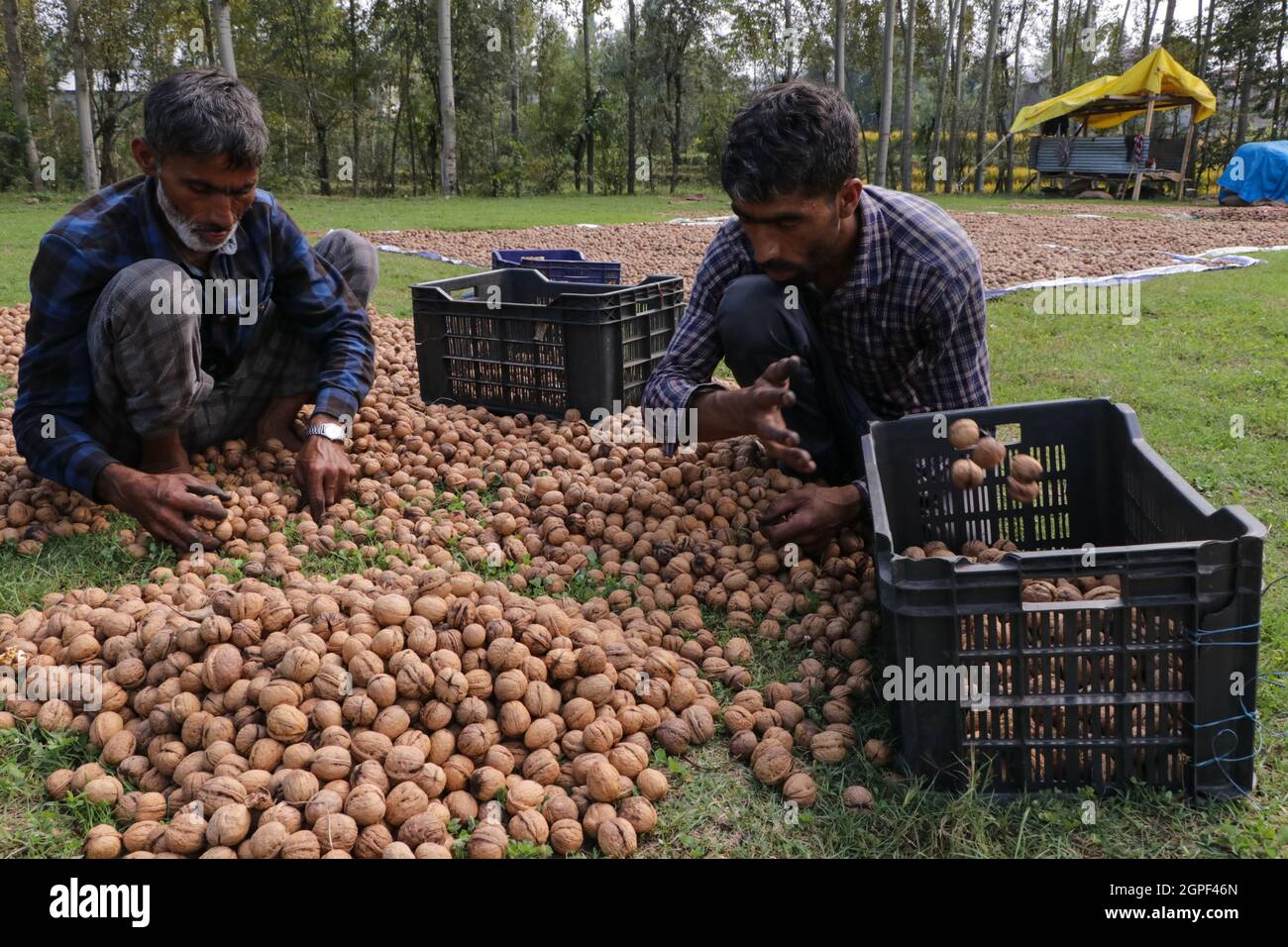 Kashmiri walnuts hi-res stock photography and images - Alamy