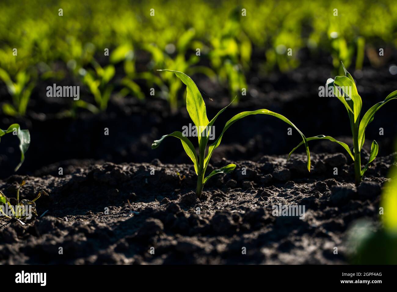 Close up seeding maize plant, Green young corn maize plants growing ...