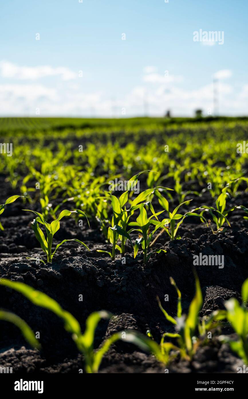 Growing young green corn seedling sprouts in cultivated agricultural ...